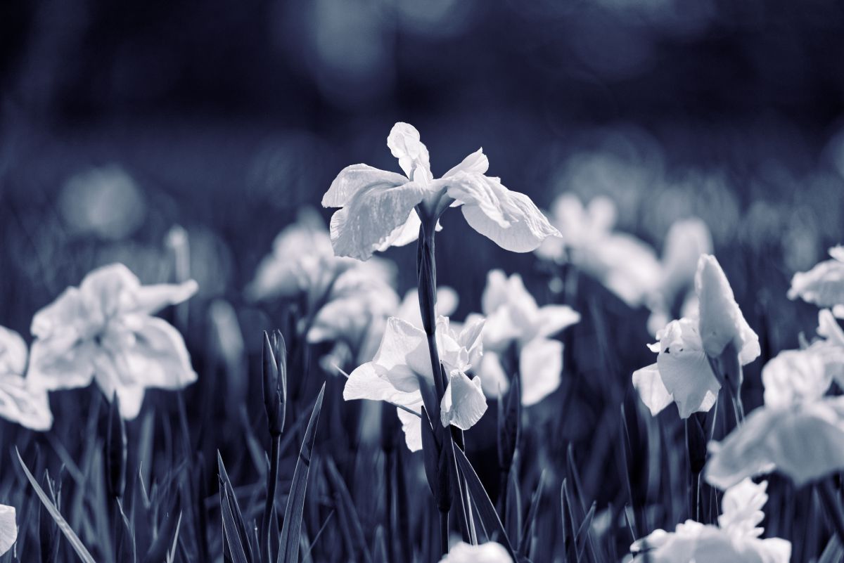 silky white | GANREF