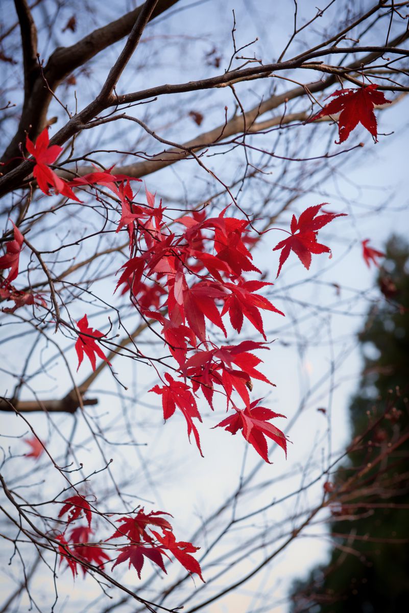 朱色に染まるv(^^♪ | GANREF