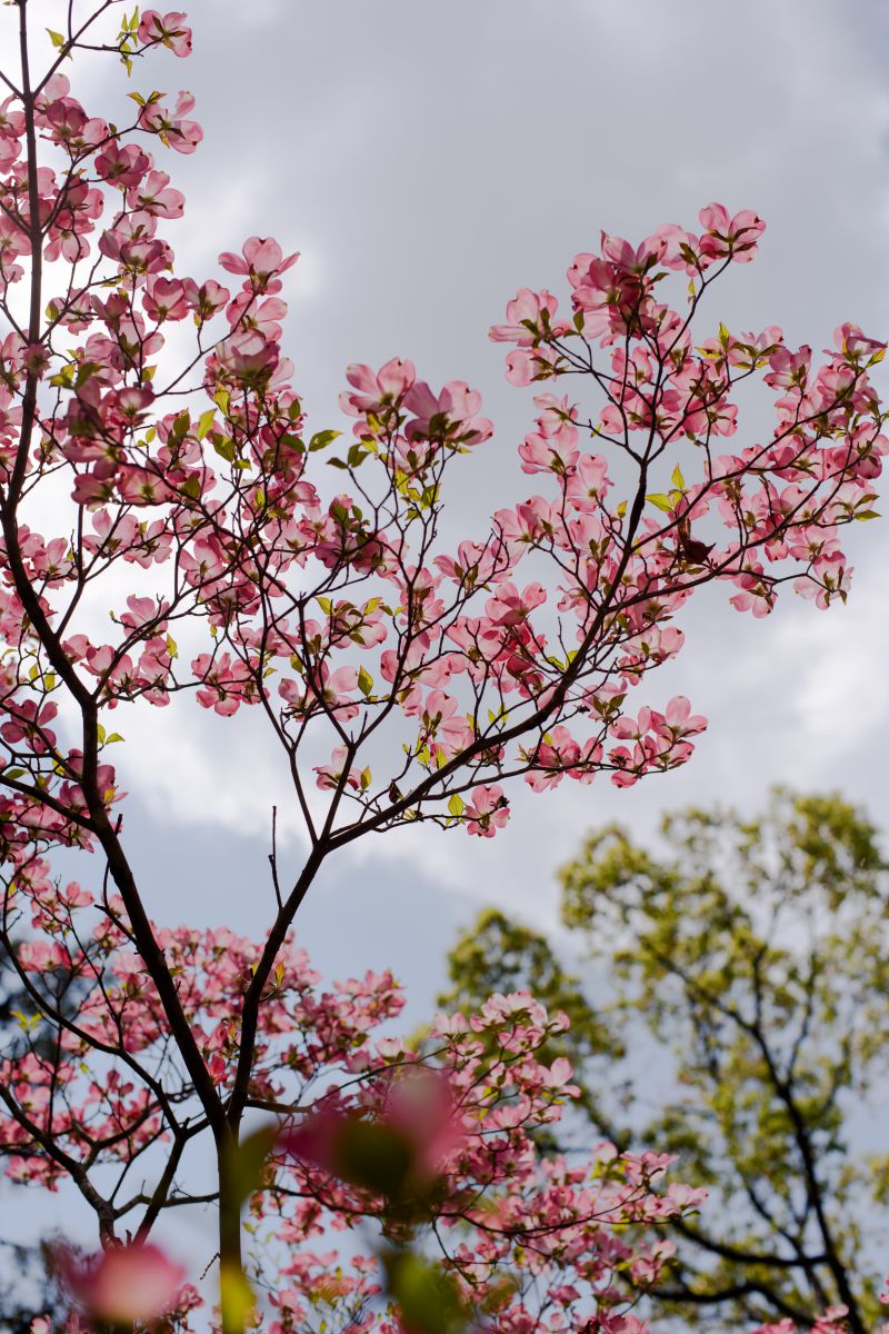 ハナミズキが咲いたⅡ！！ | GANREF