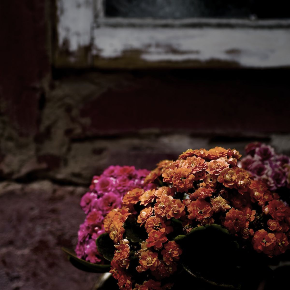 Small flowers-Osaka,Japan | GANREF