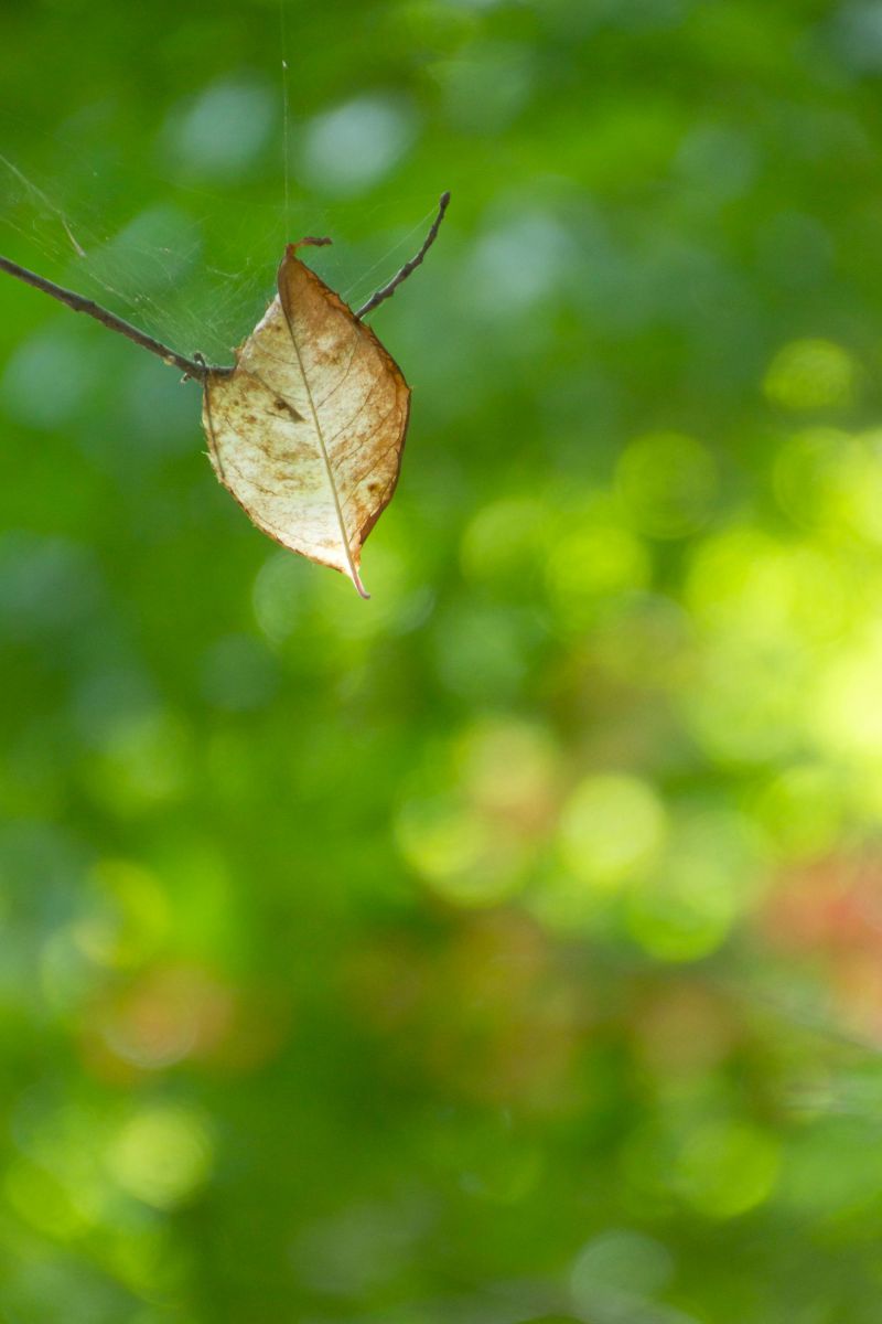 一足お先に。 | GANREF