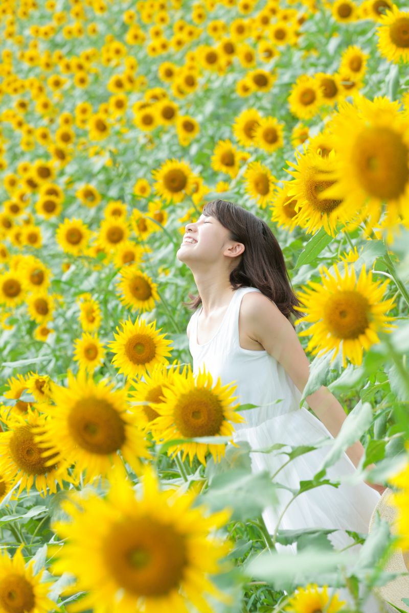 Sunflower Paradise | GANREF
