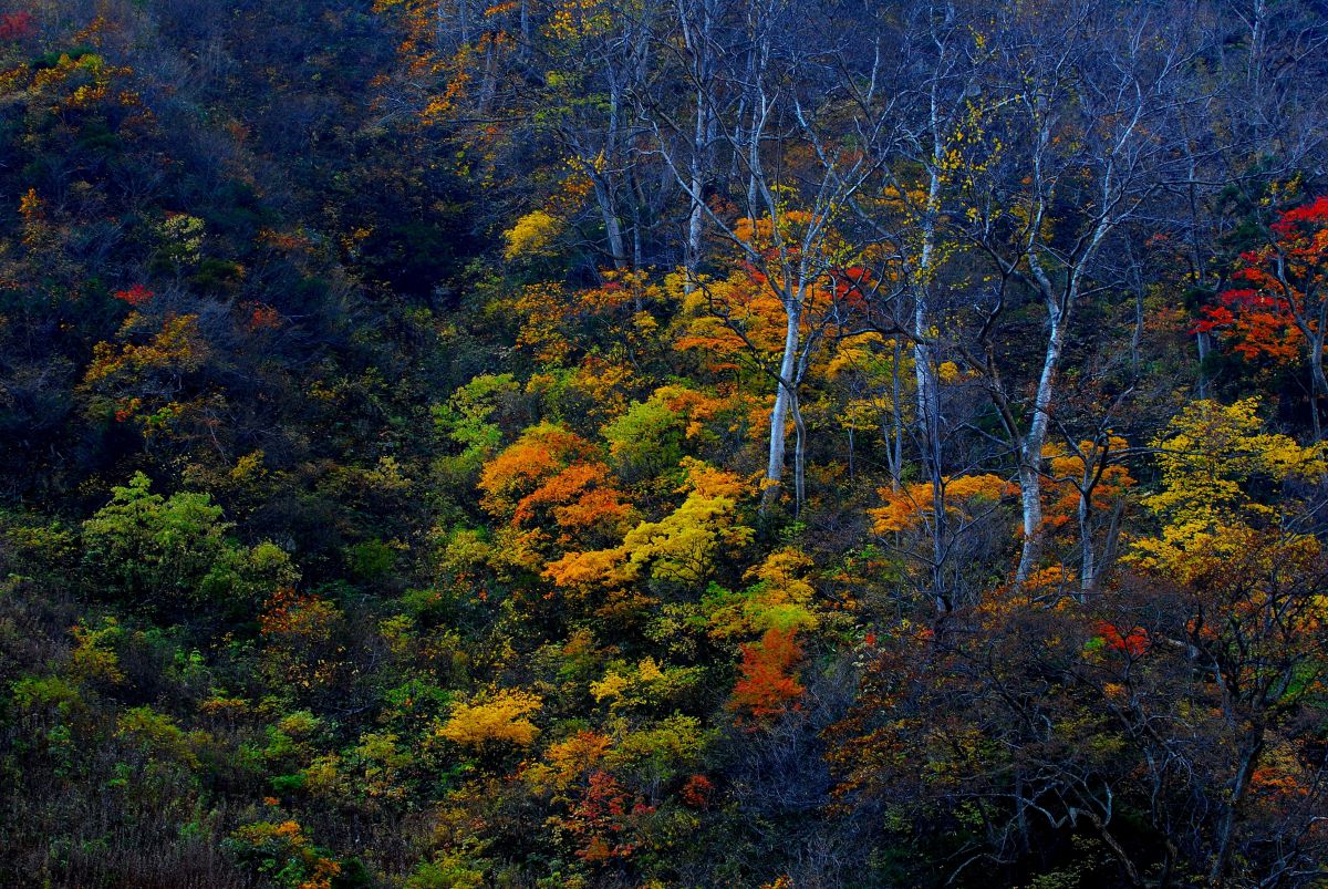 紅葉渓谷「陰1」 | GANREF