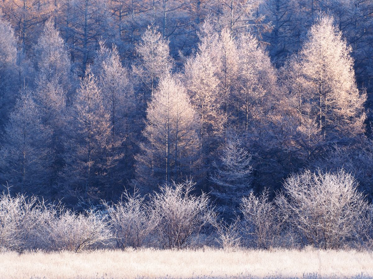 Bright Future ＊ | GANREF