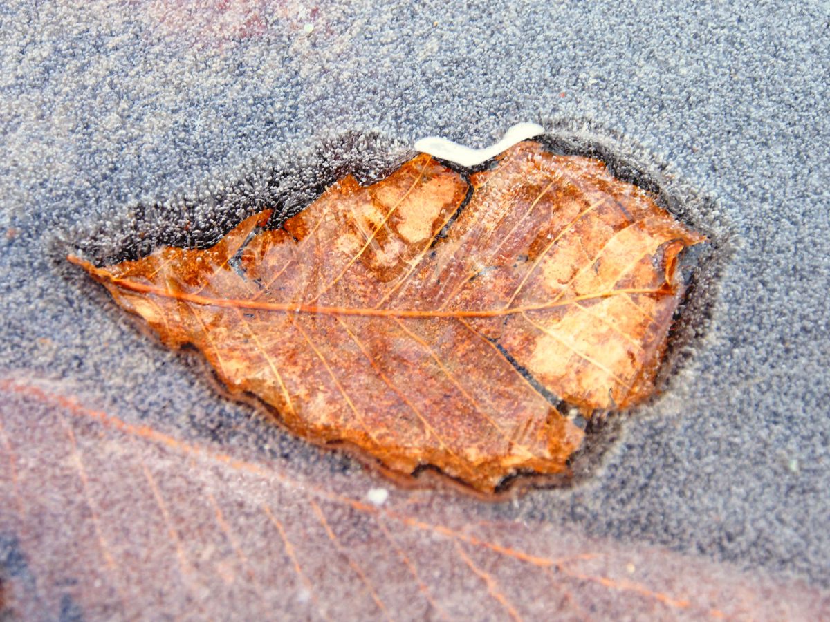 frozen leaf | GANREF