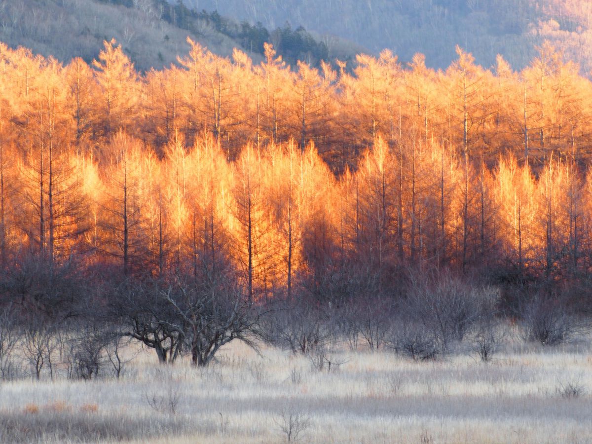 GOLD ＆ SILVER | GANREF