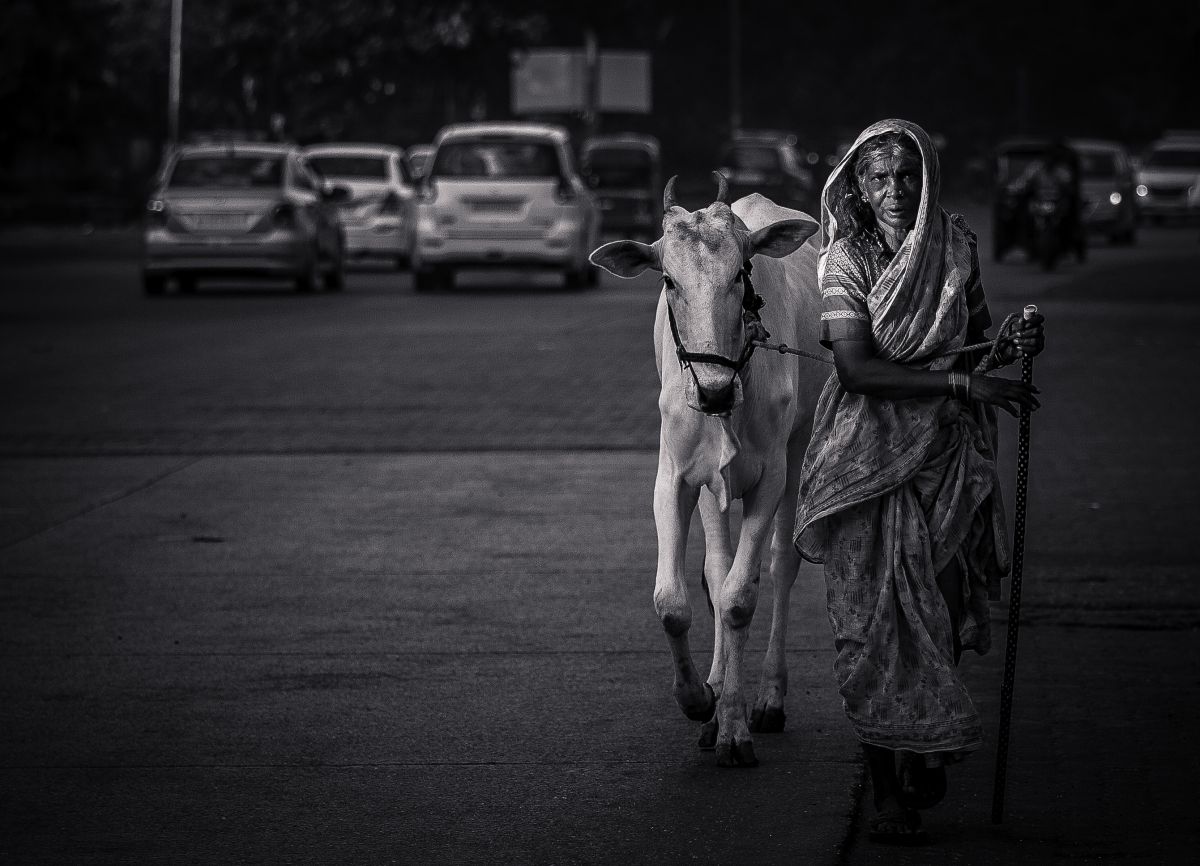 牛と老婆 | GANREF