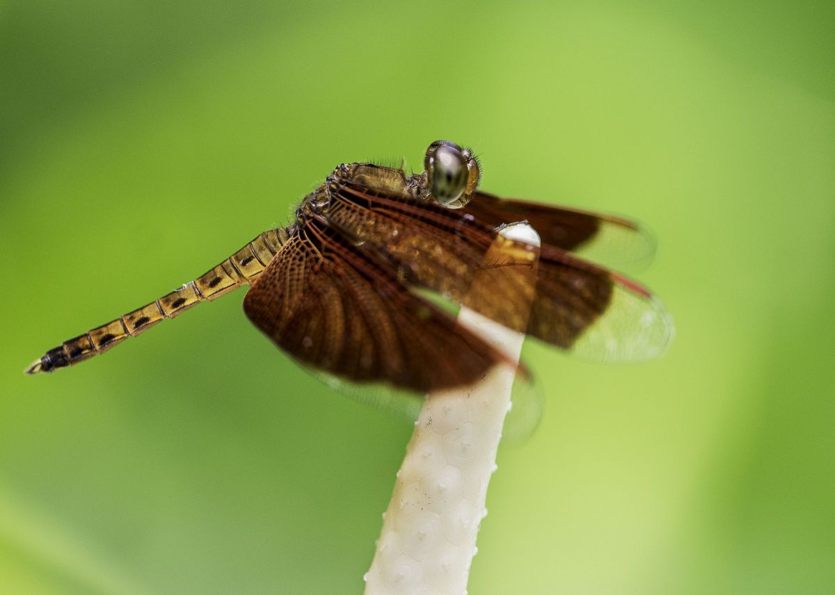 Dragonfly | GANREF