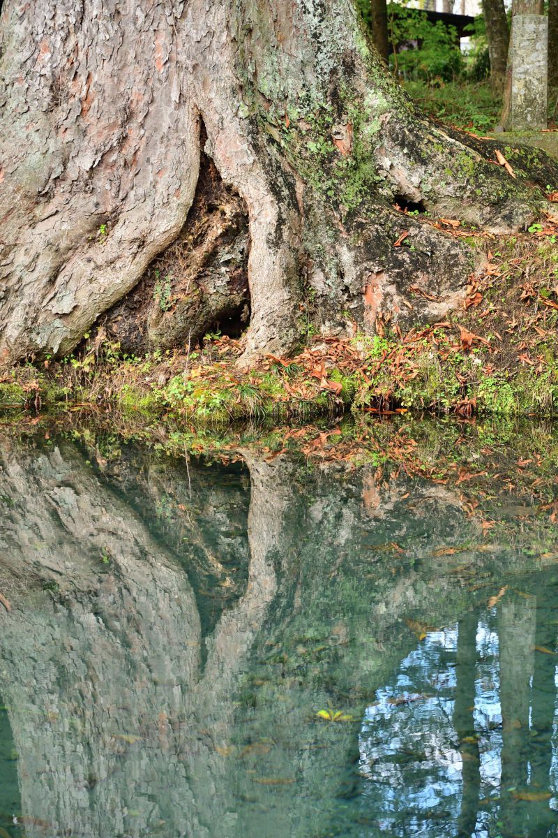 大木に守られて | GANREF