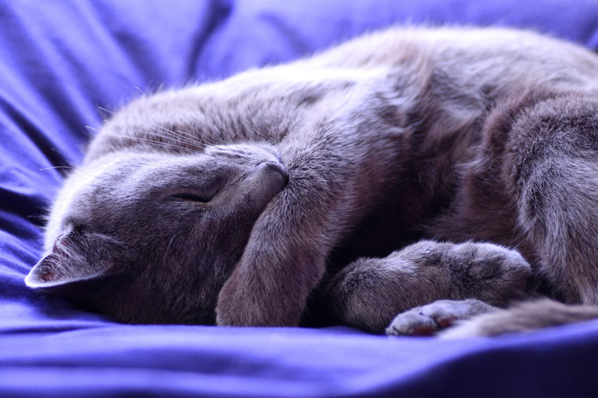 Gray in Blue | GANREF