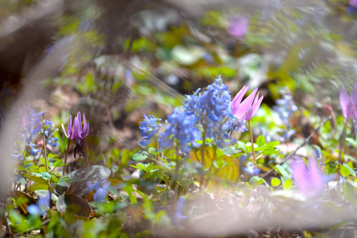 Spring ephemeral | GANREF