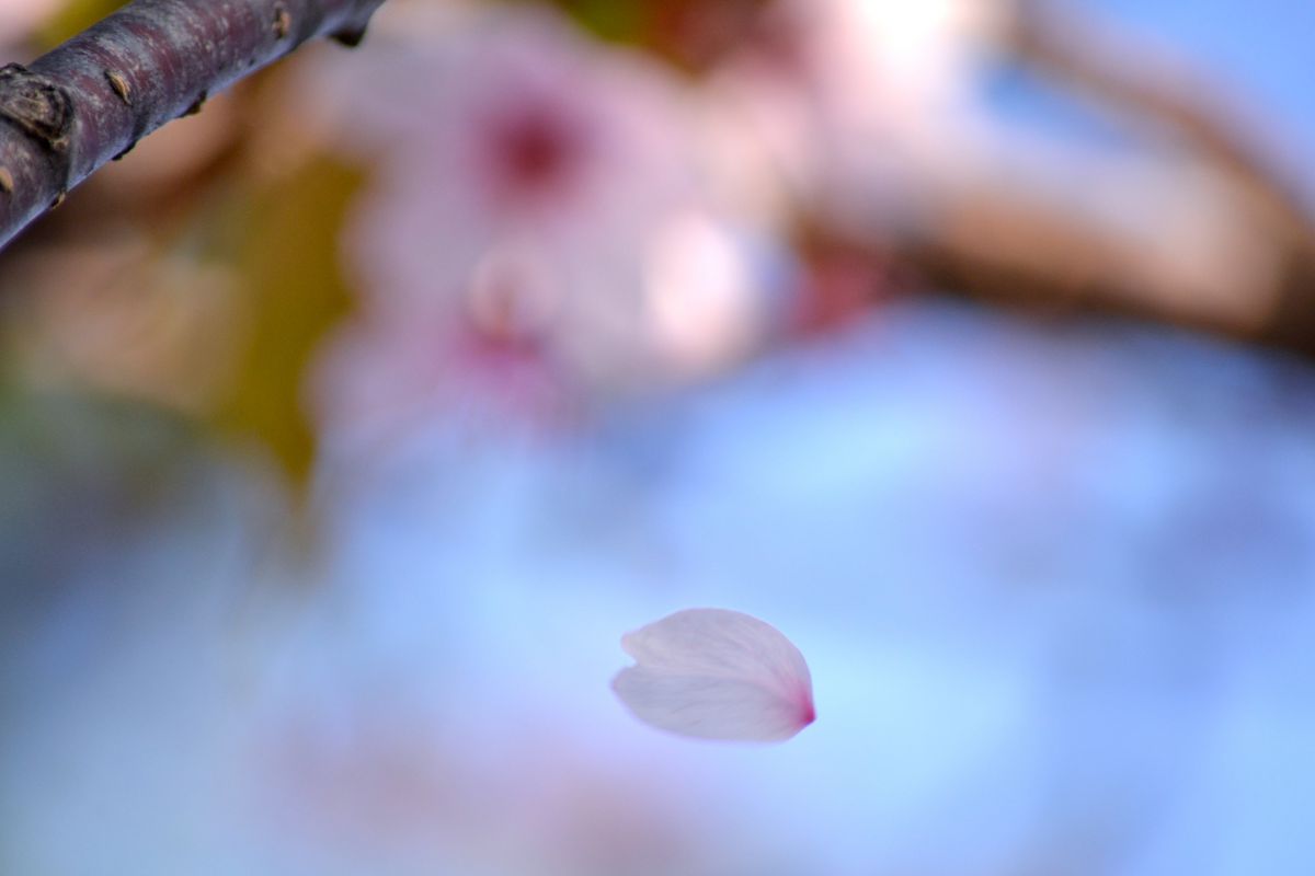 桜 sweet trap. | GANREF