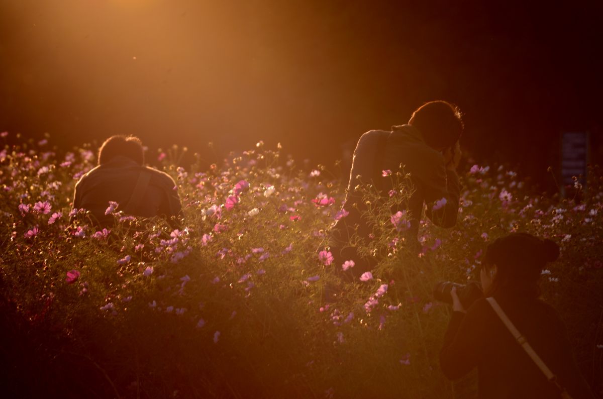 西日の中で | GANREF