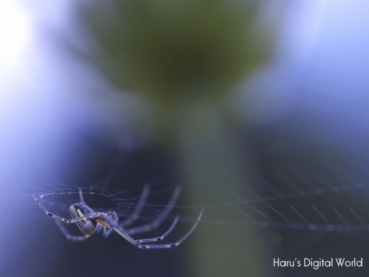 Beautiful spider | GANREF