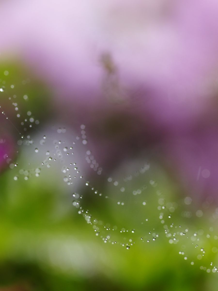 Small raindrops | GANREF