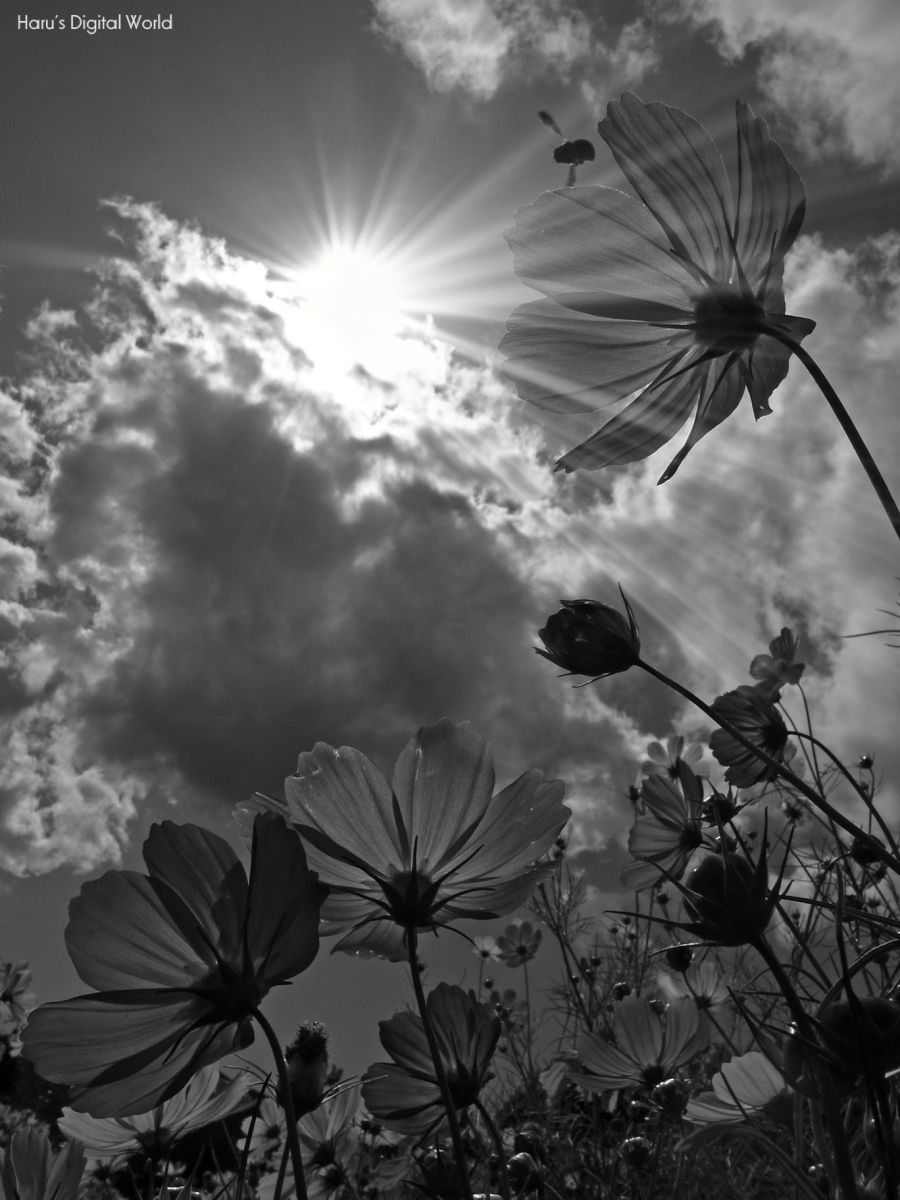 The shower of light | GANREF