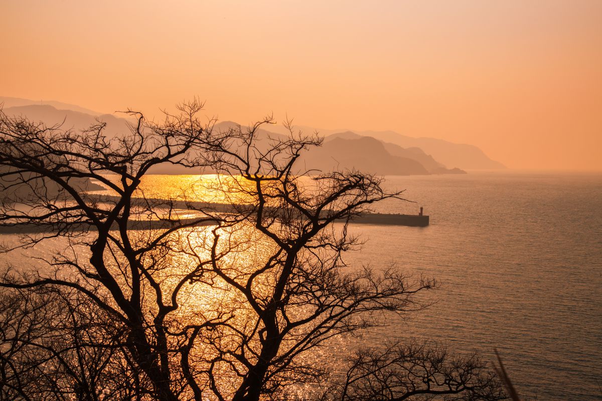 pM2.5 焼け | GANREF