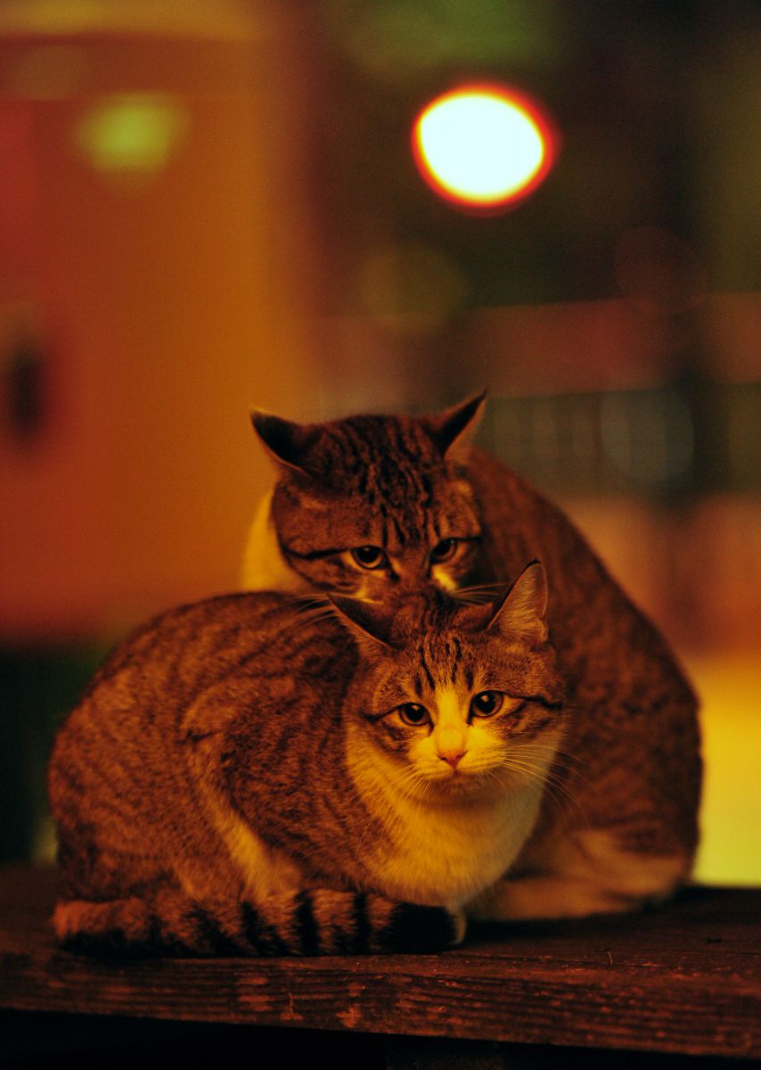 寒くても | GANREF