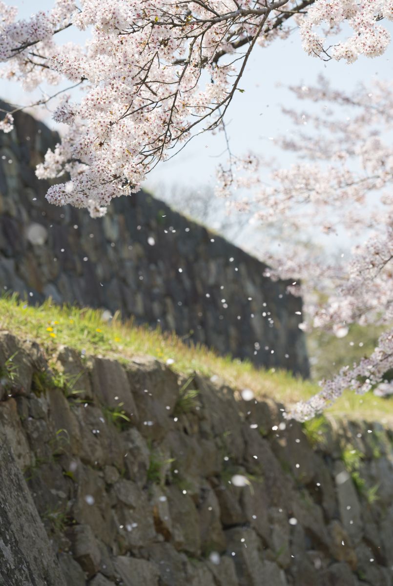 春舞い散る | GANREF