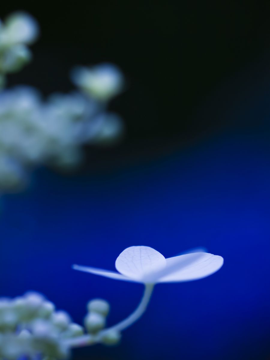 Looking for Olympus Blue | GANREF