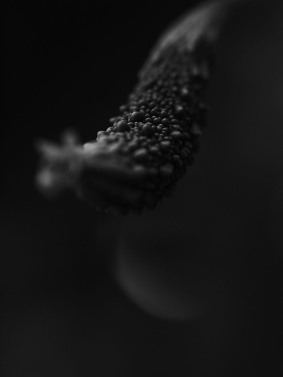 bitter gourd ゴーヤ | GANREF