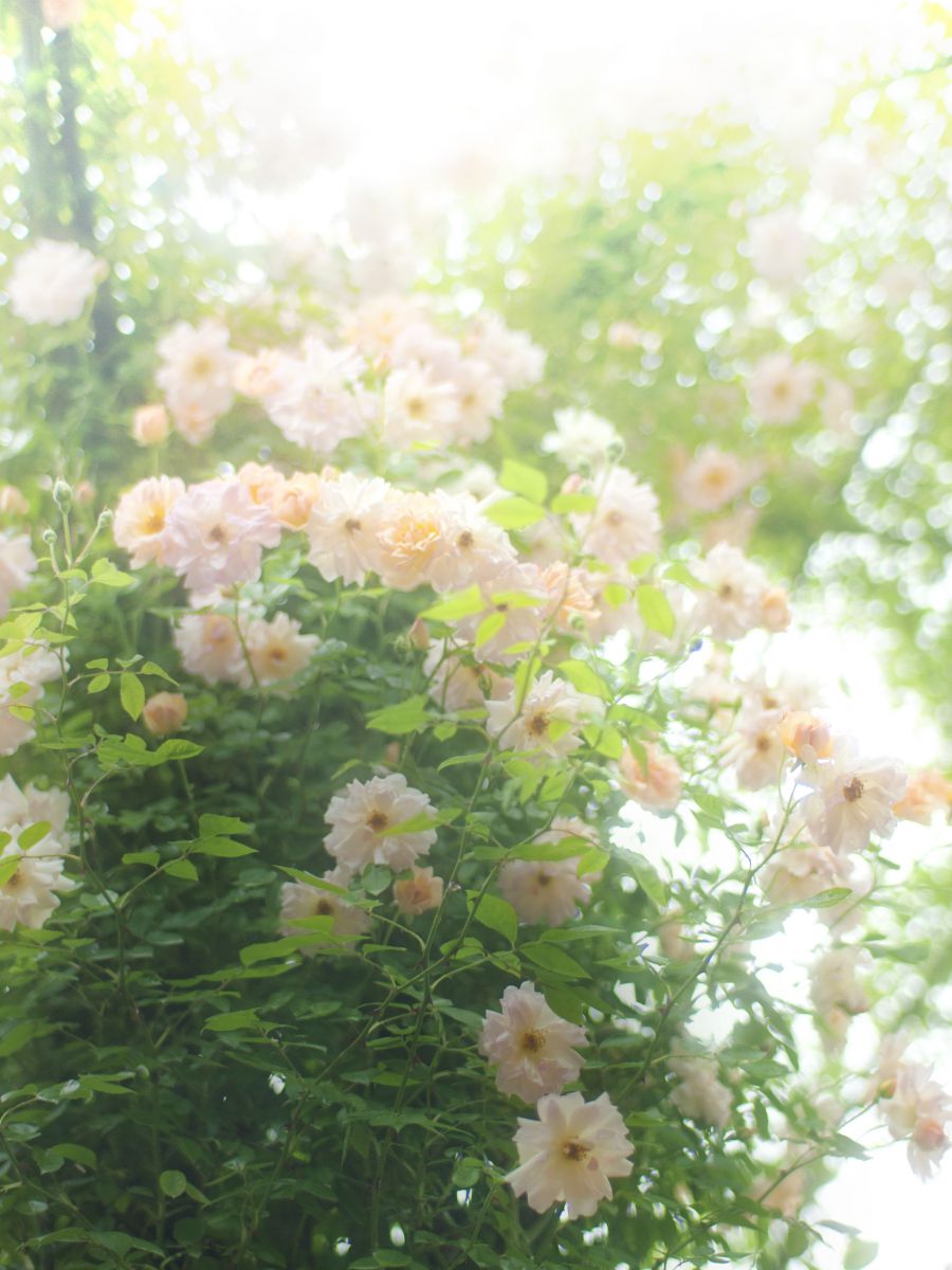 sparkle of May | GANREF