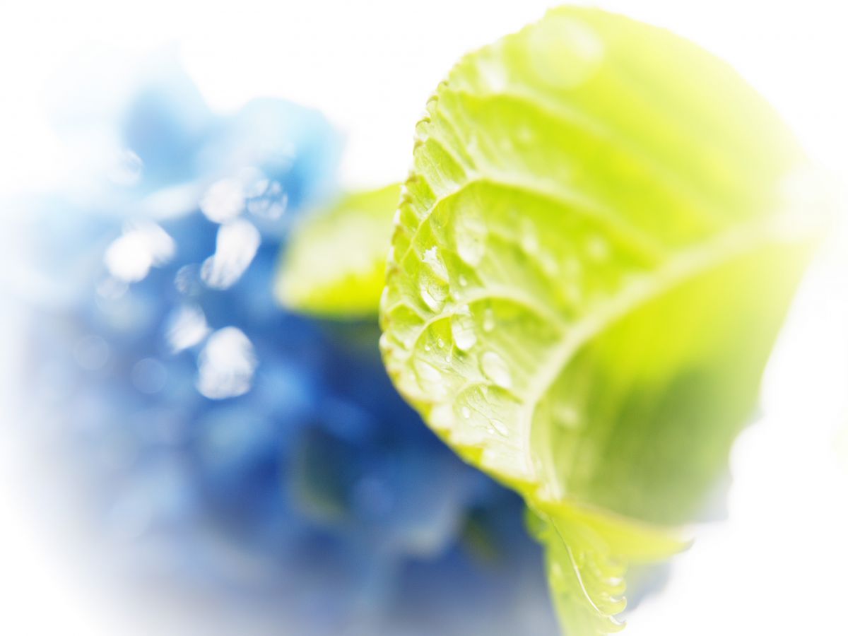 rainy season | GANREF