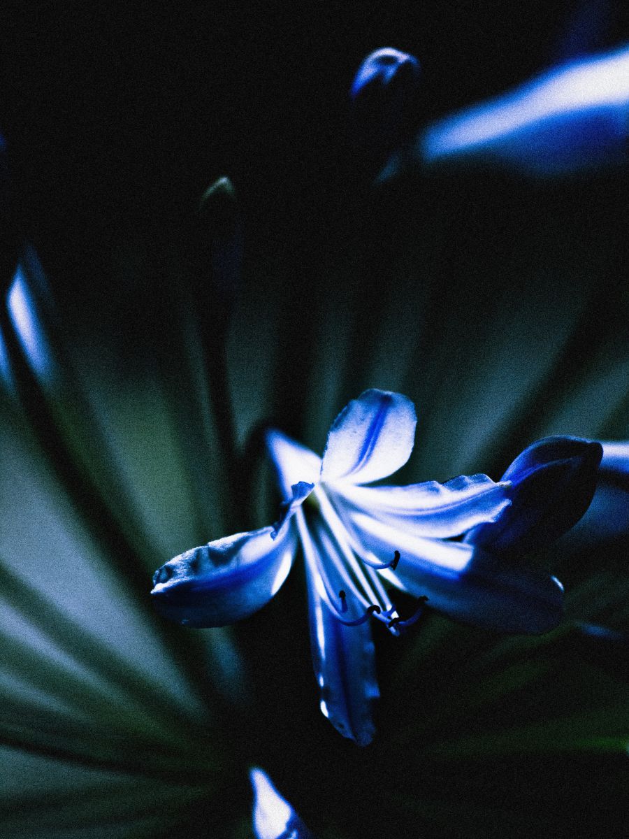 Darkness light | GANREF