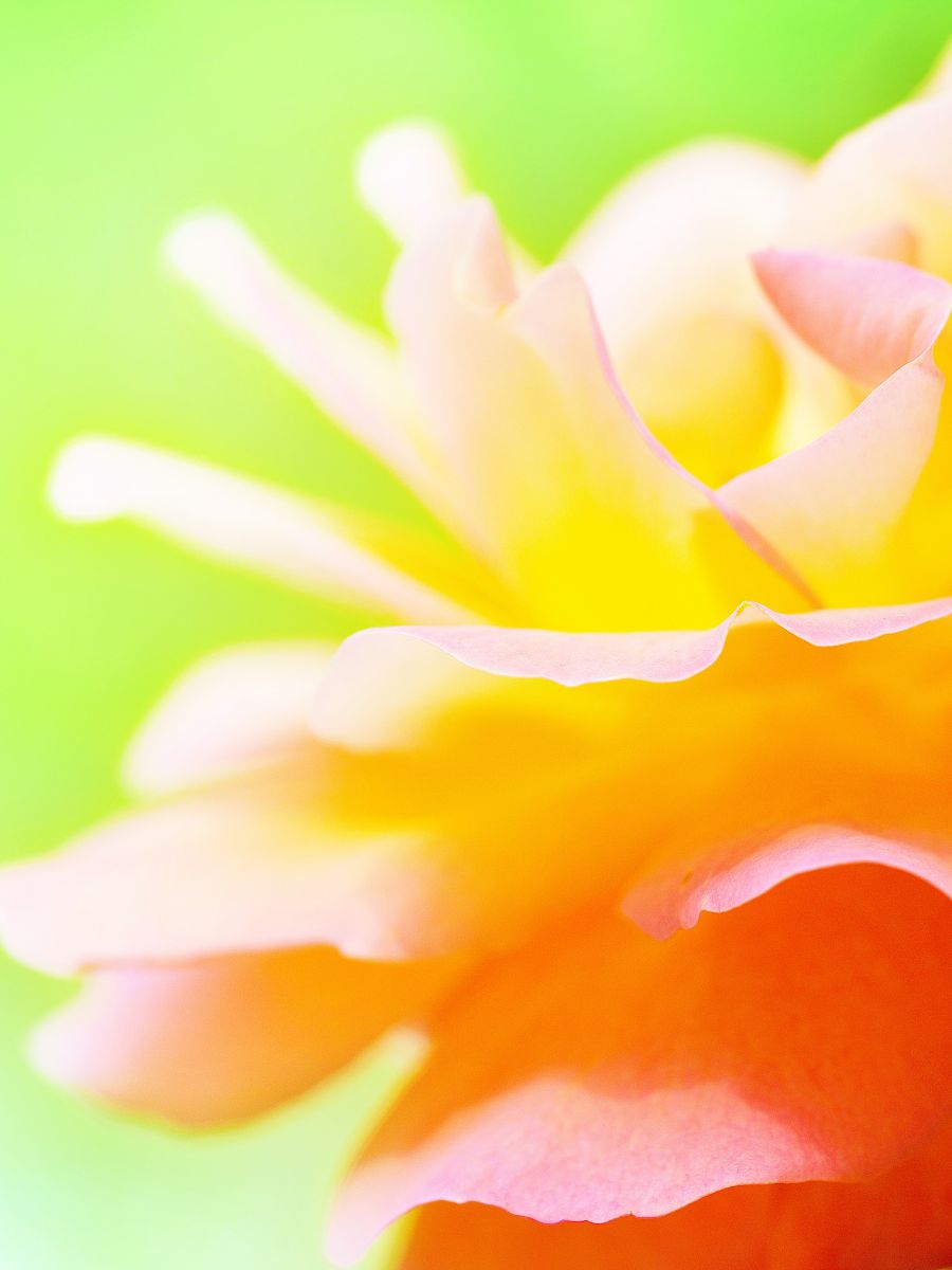 bright colors | GANREF