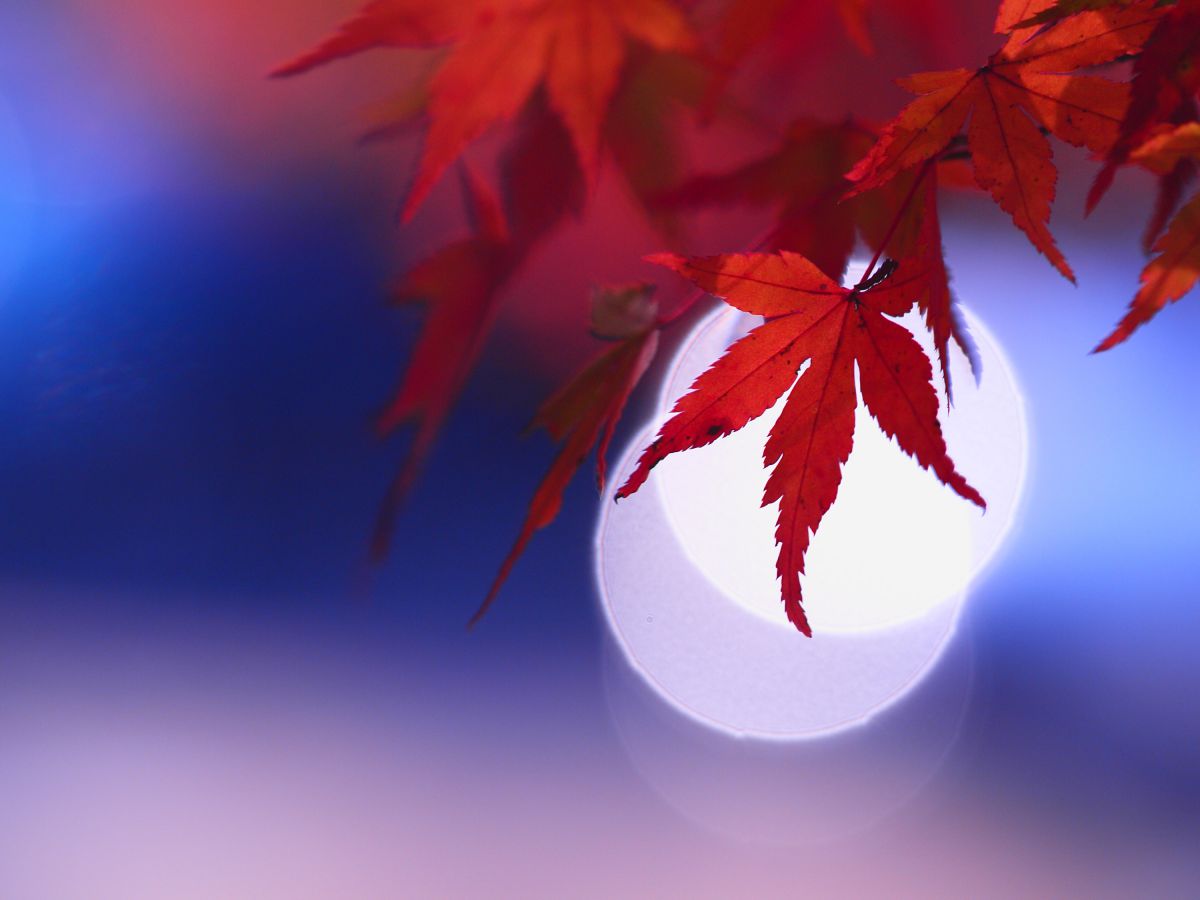 red maple leaf | GANREF