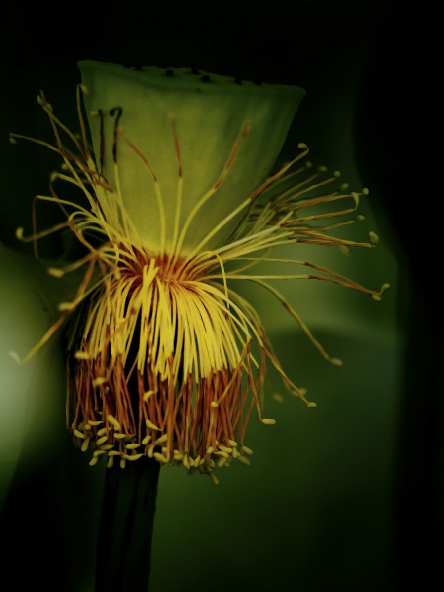 another face | GANREF