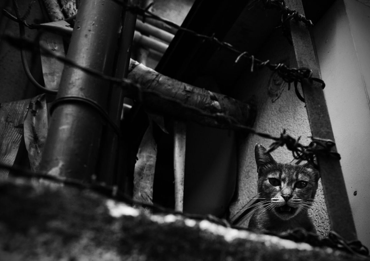 Tokyo alley cat | GANREF