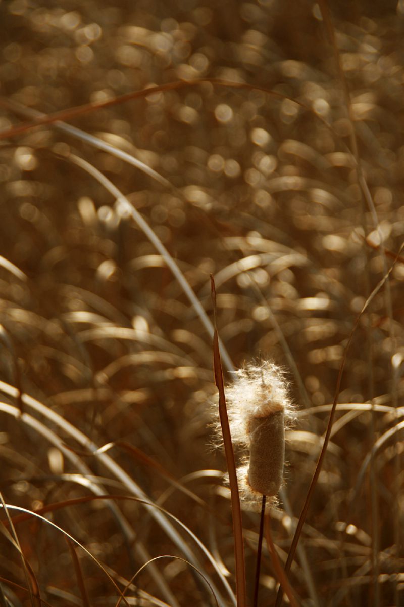 Winter Color | GANREF