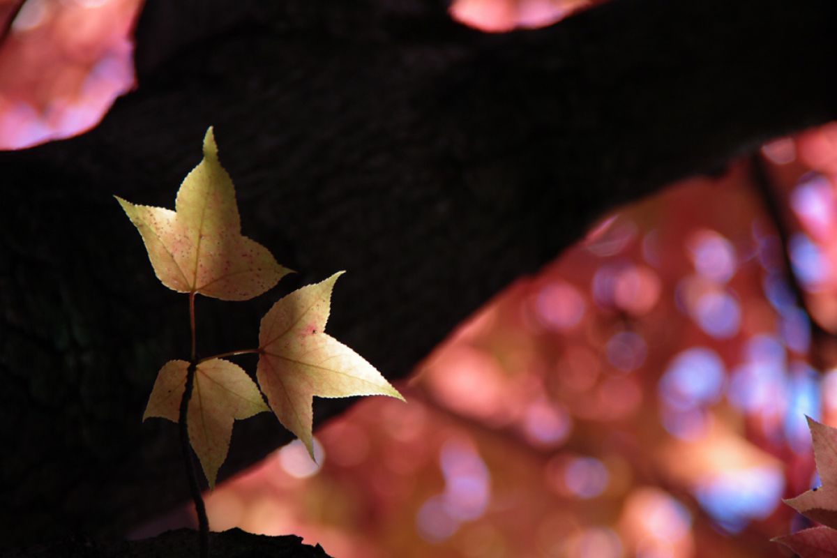 autumn leaf | GANREF