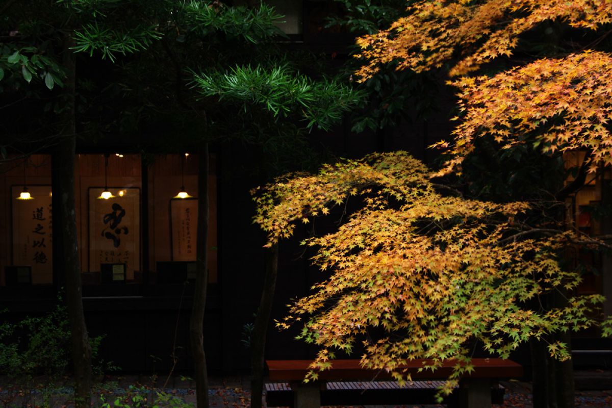 1011-011-momiji.jpg | GANREF