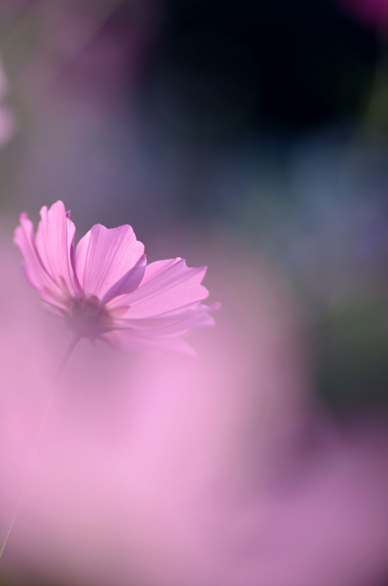 優しさに包まれて | GANREF