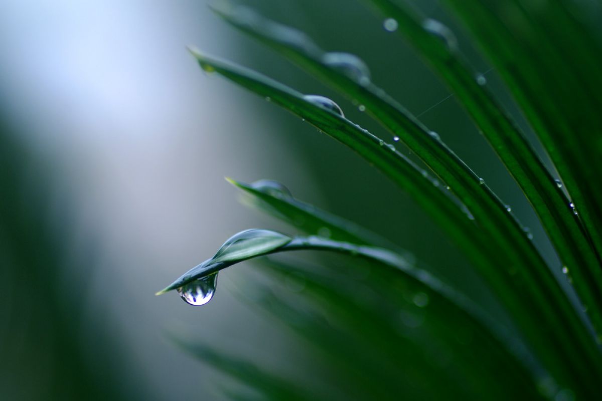 In the rain | GANREF