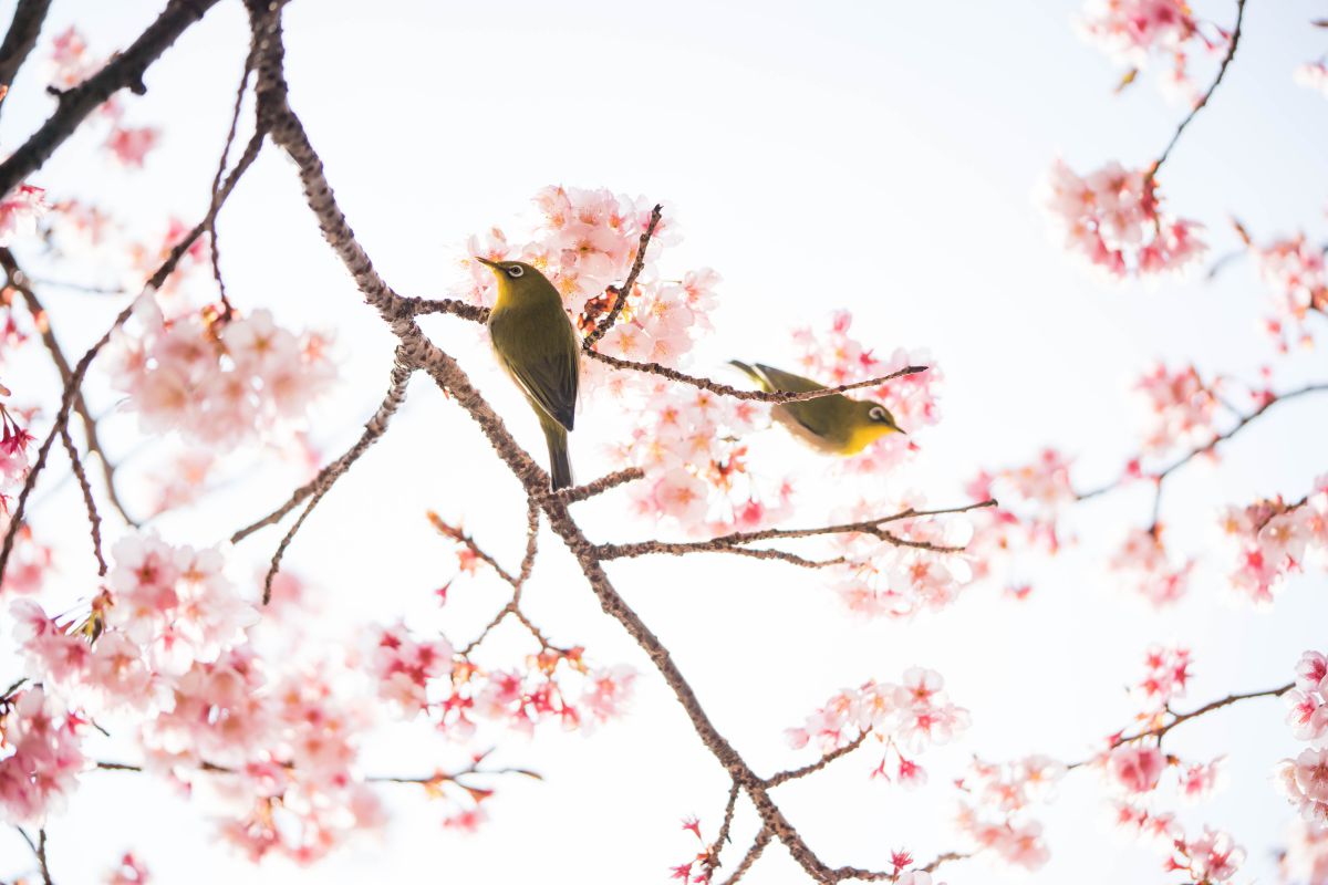 メジロx2 | GANREF