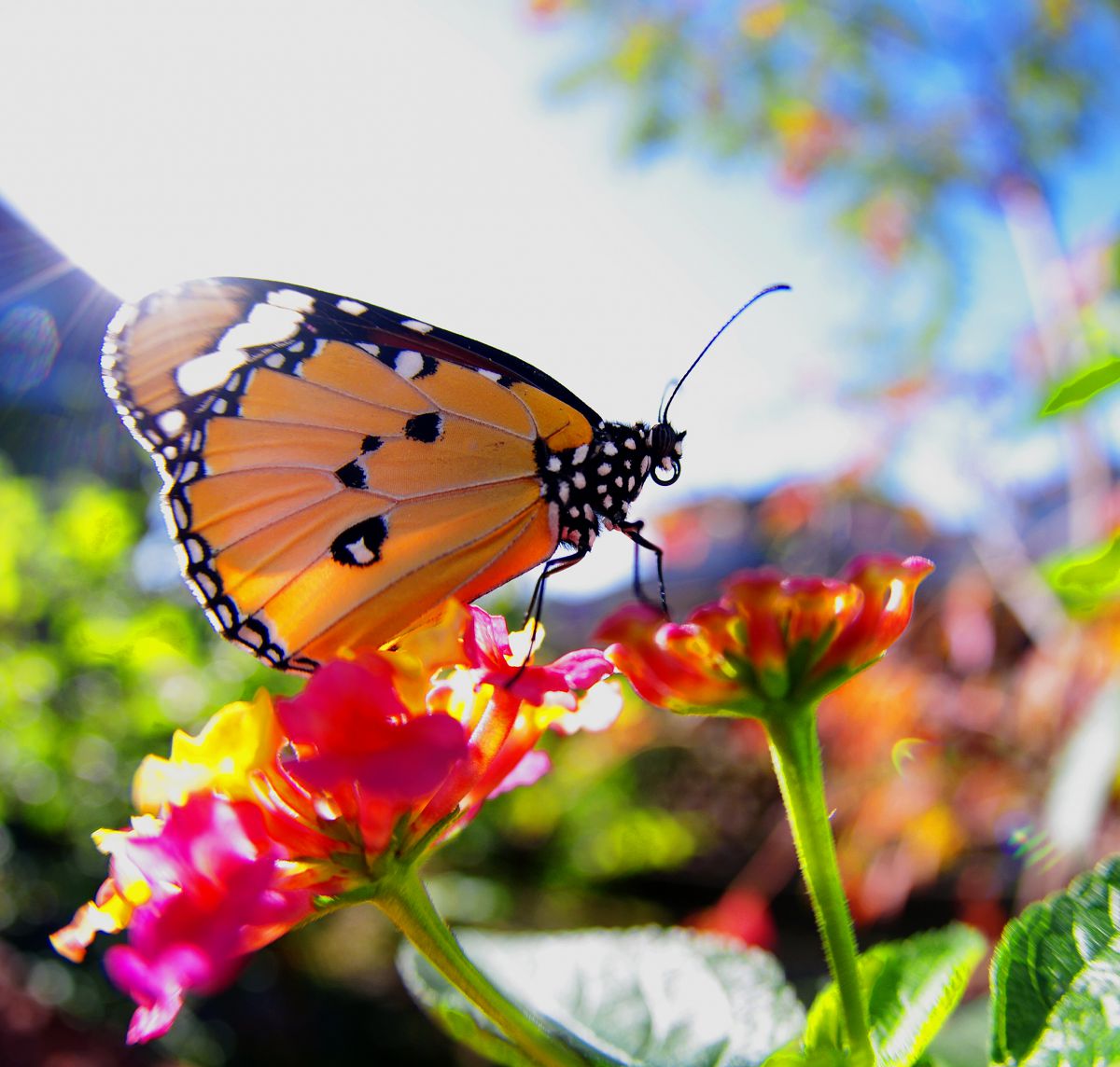 Polka Dots & Sunbeams | GANREF