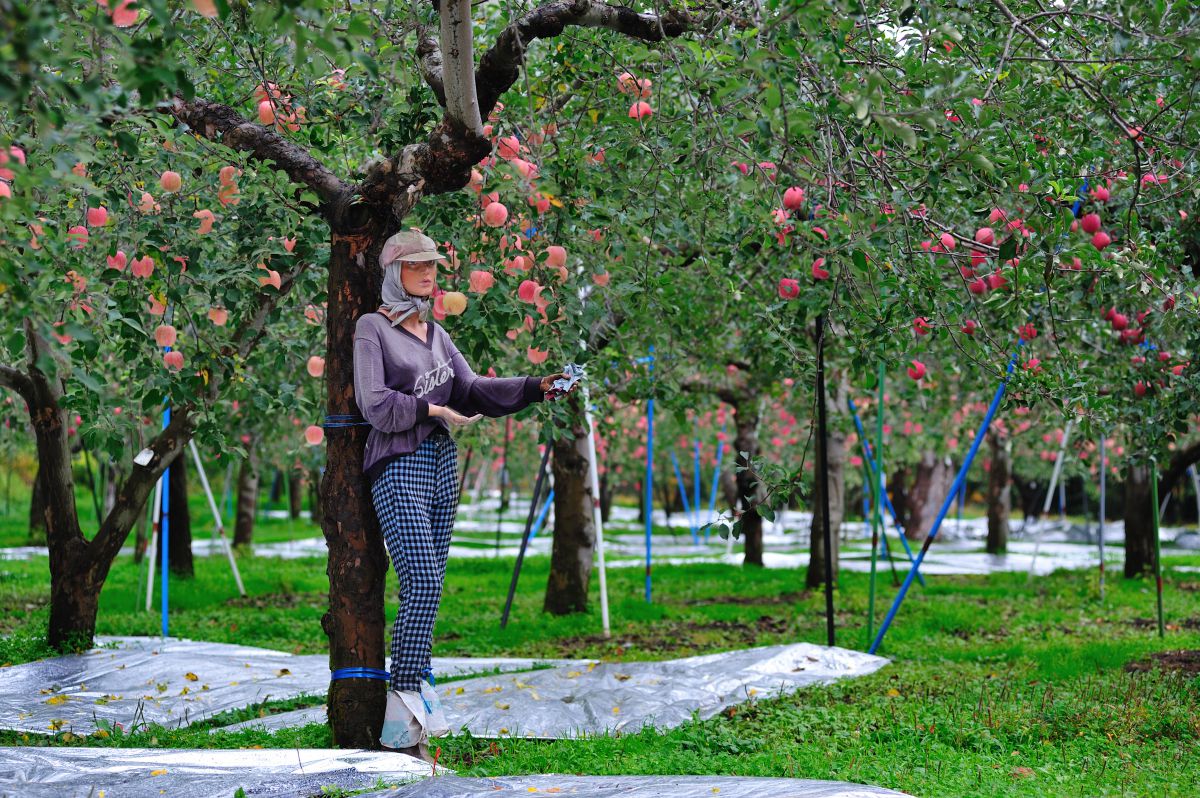 Apple Girl！ | GANREF