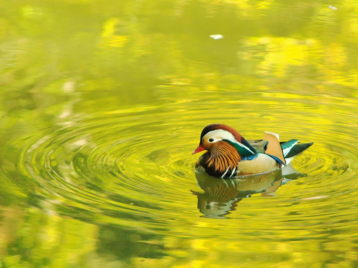 初冬 ”Mandarin duck” | GANREF