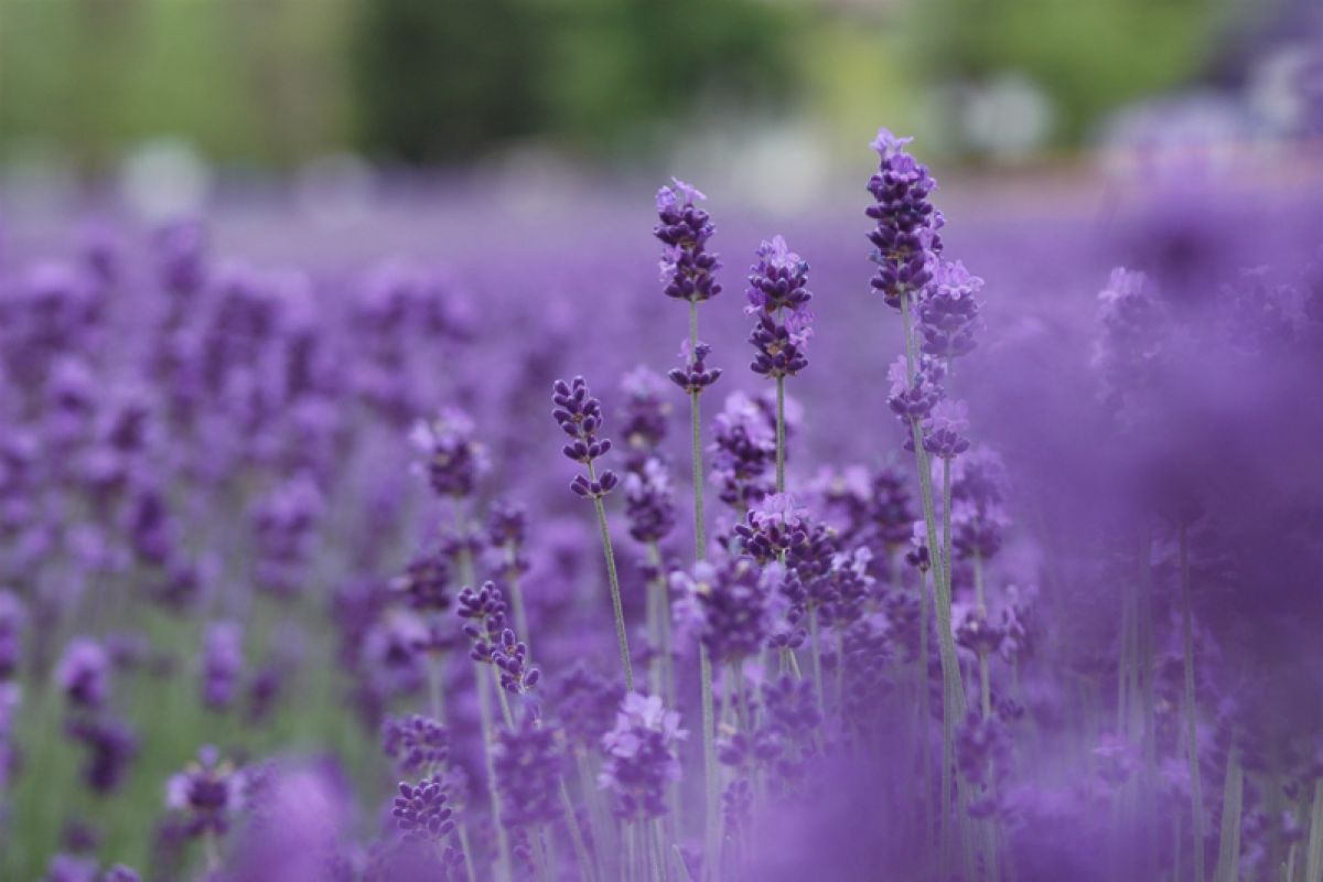 LAVENDER | GANREF