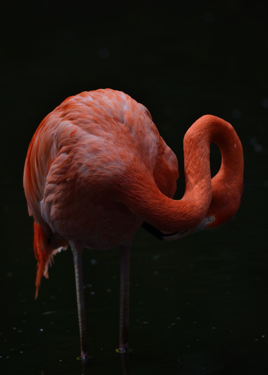 LOOP＆LOOP | GANREF