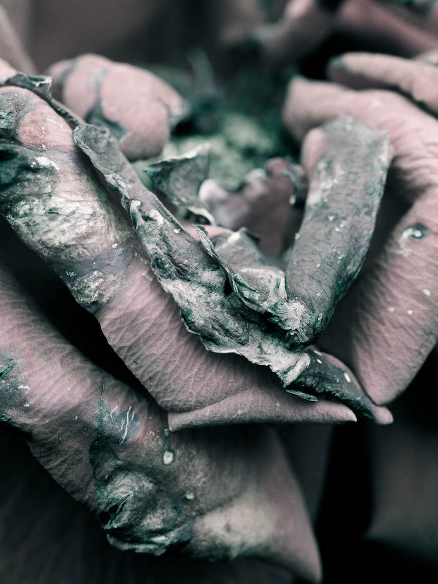 Dead Flowers C | GANREF