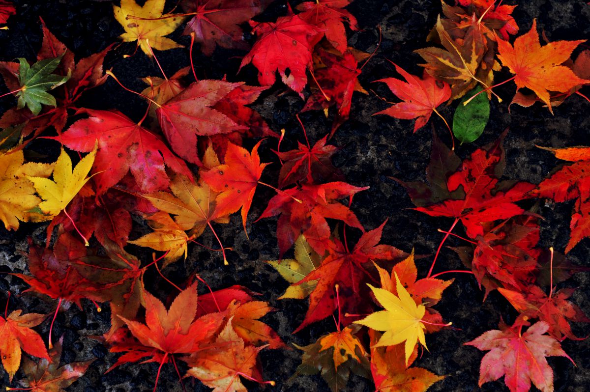 落ちてまた輝くもみじ達 | GANREF