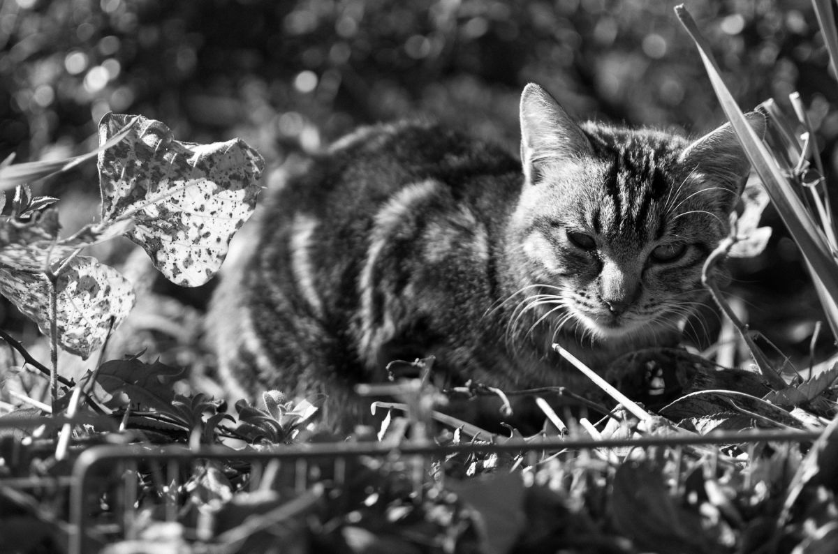 Live in the Cemetery#2 | GANREF