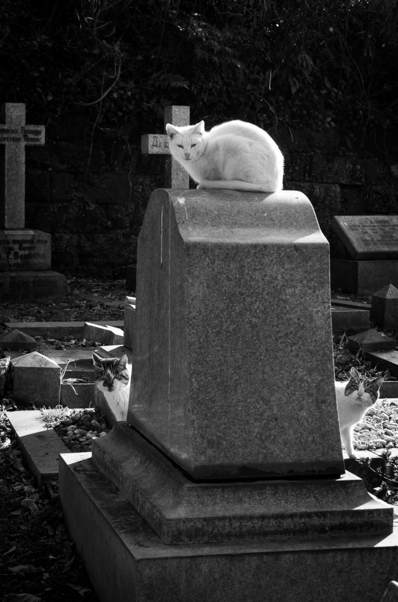 Live in the Cemetery#10 | GANREF