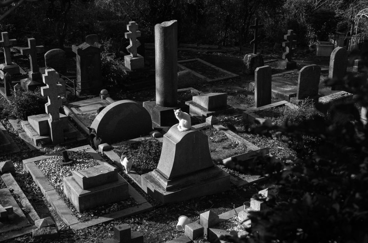 Live in the Cemetery#7 | GANREF