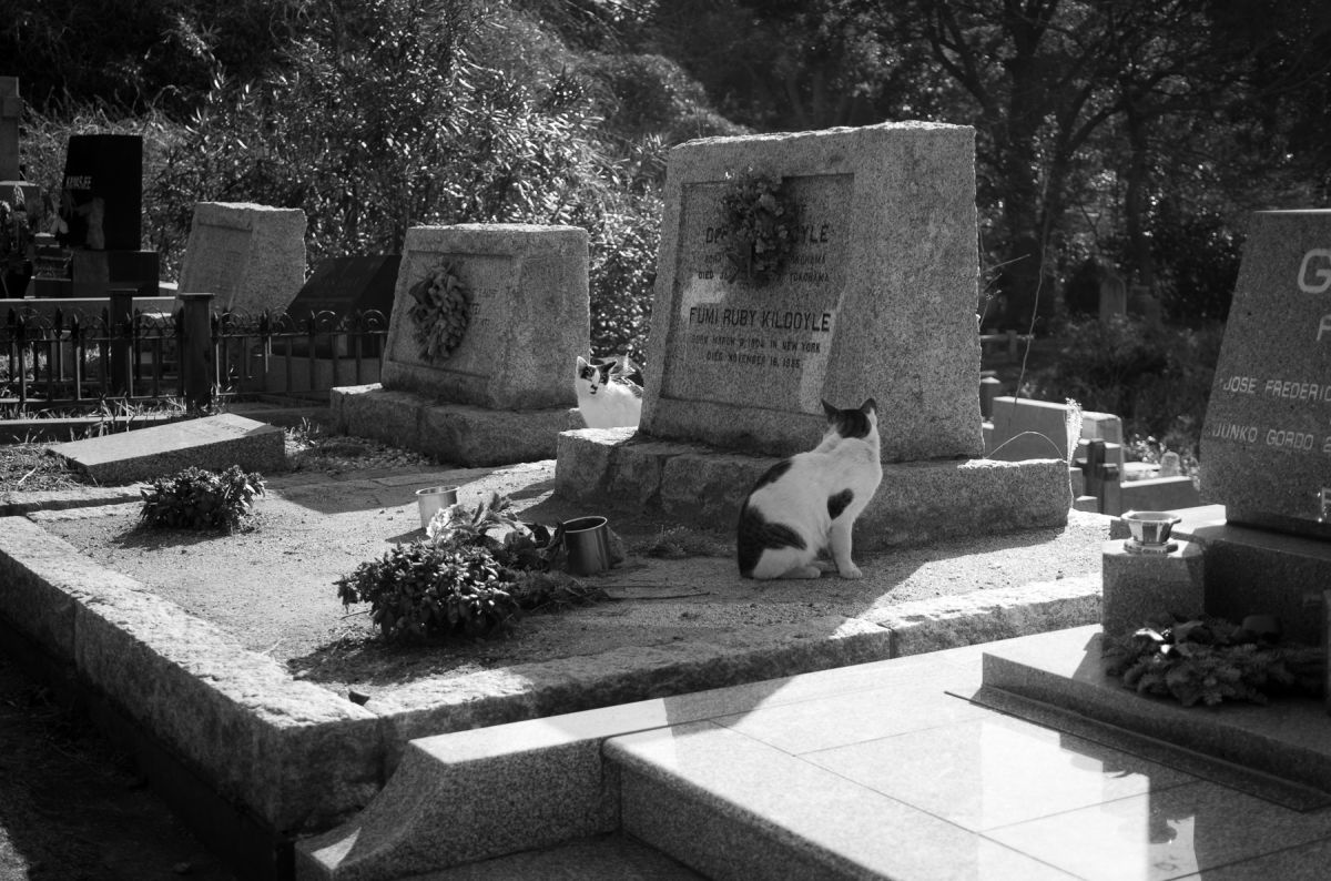 Live in the Cemetery#11 | GANREF