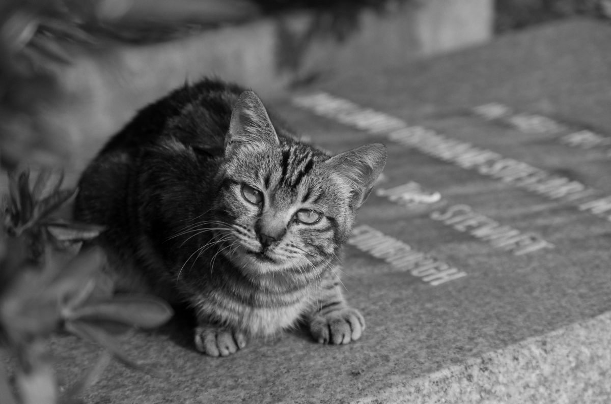 Wild Stray Cat#2 | GANREF